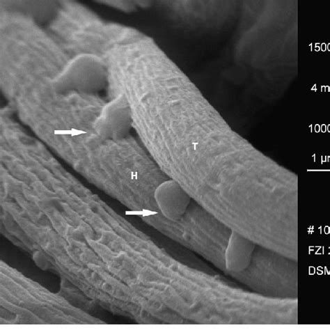Pdf Evaluation Of Trichoderma Spp As A Biocontrol Agent Against Wood