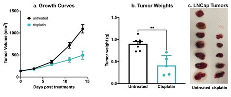 Lncap Xenograft Model Melior Discovery