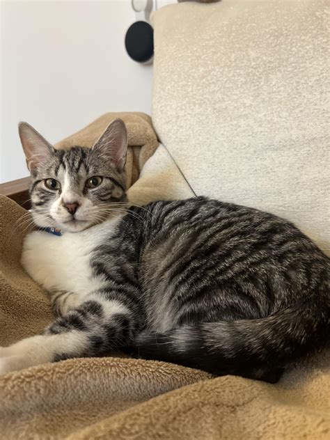 Kitten Keeps Going For Our Tripod Cat R Tripodcats