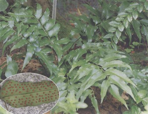贯众 中草药野外识别 医学