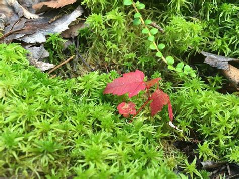 Small Red Maple Tree Seedling