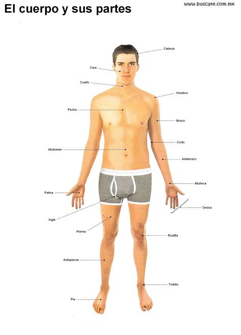El Cuerpo Humano El Cuerpo Humano Y Sus Partes