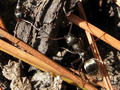 Reinterpreting Multimodal Signals By Stingless Bees And By Openstax Page