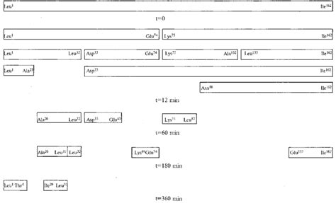 Major Components Of The Proteolytic Reaction As It Was Simulated By