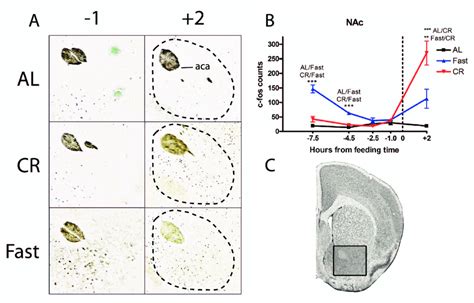 C Fos Protein Expression In The In The Nucleus Accumbens Core Nac Download Scientific Diagram