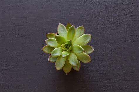신성한 꽃의 형태로 녹색 육즙 미니어처 즙이 많은 클로즈업 검은 어두운 현대 콘크리트 배경에 서있다 텍스트의 공간을 복사합니다 플랫 레이 상단 보기 0명에 대한 스톡 사진