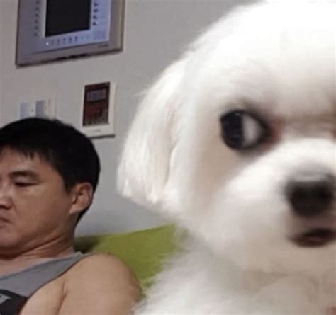 狗狗日记 On Twitter 想爸爸，偷拍玩海岛奇兵的爸爸 0bmtxdixuc Twitter