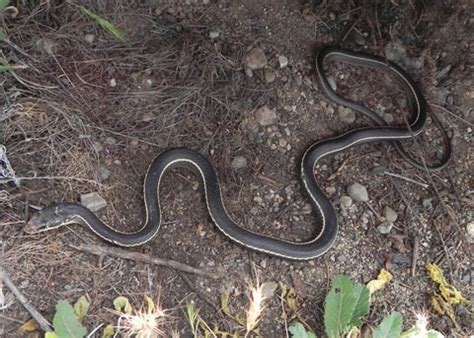 California Striped Racer Masticophis Lateralis Lateralis