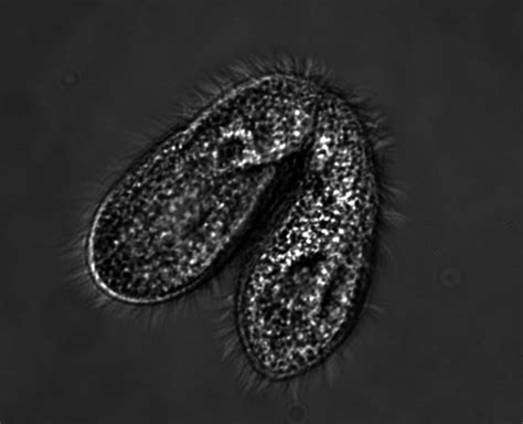Did Viruses Teach Us Sex Developingbio