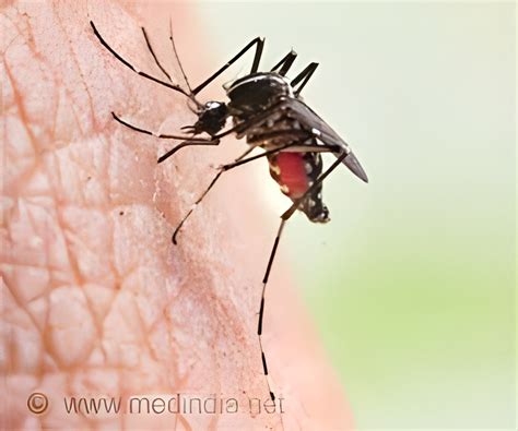Mosquitoes Hearing A Natural Disaster Sensor
