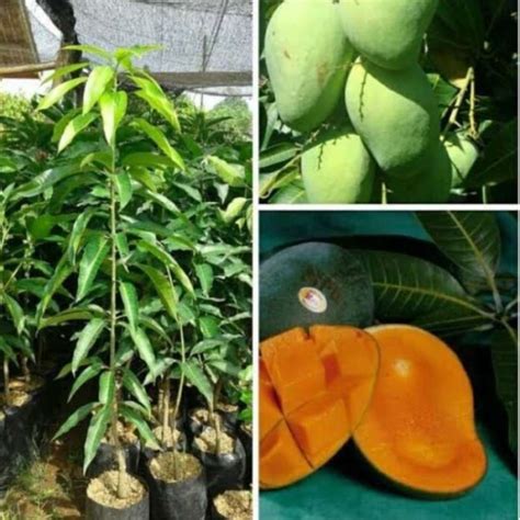 Jual Bibit Tanaman Mangga Harumanis Mangga Arumanis Okulasi Di Seller Rumix Cengkareng Timur
