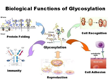 Biological Functions Of Glycosylation Cell Recognition Protein Folding