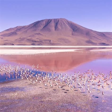 Bolivia Laguna Colorada Chile Aesthetic Iceland Pink Sky Pink