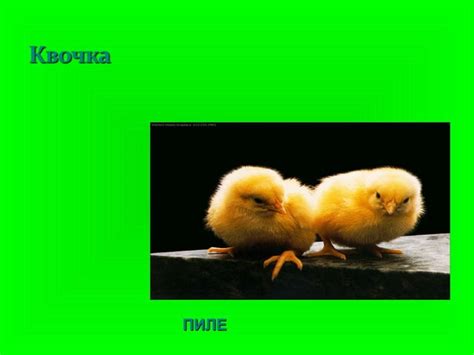 домаће животиње Ppt