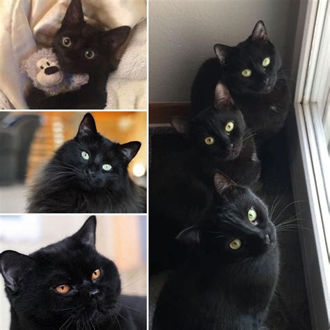 10000 Best Happy Cat Day Images On Pholder Cats Blackcats And