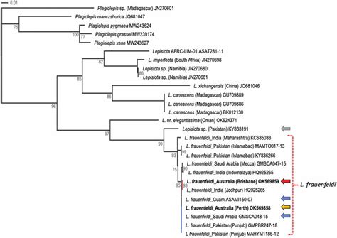 partial mtcoi gene 546 bp maximum likelihood ml phylogeny inferred