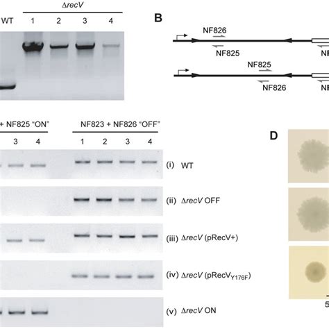 Isolation Of Δrecv Mutants A Pcr Confirmation Of Recv Gene Disruption Download Scientific