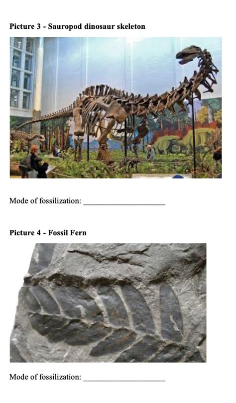 Solved Modes Of Fossilization Directions Match The Picture Chegg Com