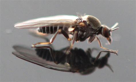 Tiny Black Bugs With White Wings That Bite