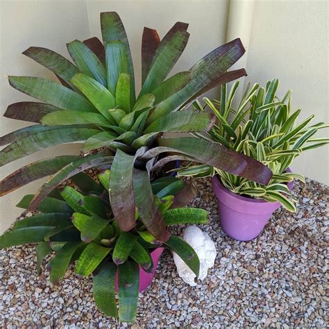 Types Of Bromeliad Plants How To Grow Bromeliads Au