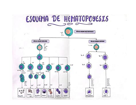 Esquema De Hematopoyesis Esquemas Y Mapas Conceptuales De Hematología Docsity