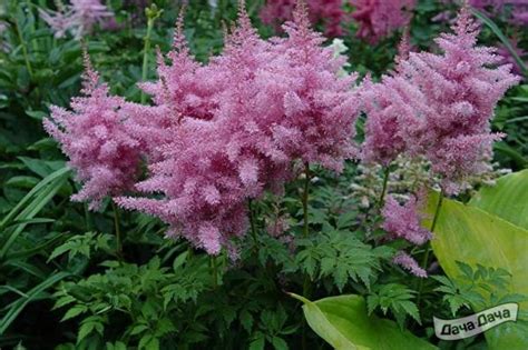 Астильба Давида (Astilbe Davidii) - описание сорта, фото, саженцы ...