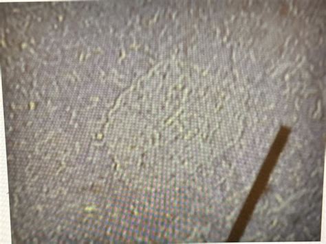 A P Practical Lab Flashcards Quizlet