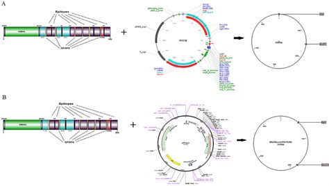 A Cloning The Gene Into E Coli By Clai Ecorv Restriction Sites And Download Scientific