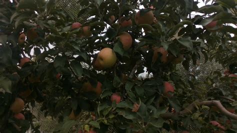 Apple Detection Object Detection Dataset By Apple