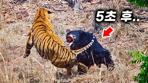 겁도없이 곰을 공격한 맹수의 무서운 최후 Youtube