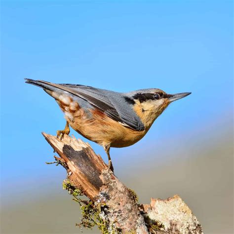 All About The Nuthatch Gardenbird