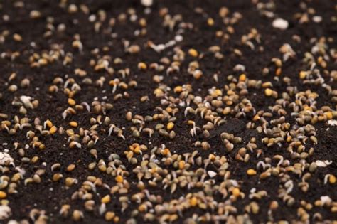 How To Grow Rocket In Your Garden Horticulture Co Uk