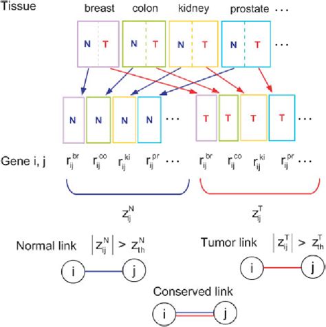 Figure 1 From Gene Expression Differential Coexpression Analysis Using Microarray Data And Its