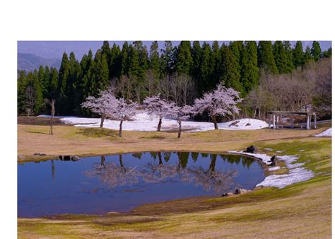 鏡 桜 GANREF
