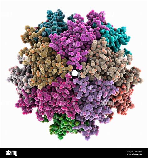 Gtp Cyclohydrolase I Molecule Computer Model Showing A Cyclohydrolase I Enzyme Complex Used In
