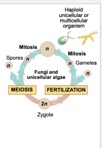 Topic 3 Algae Flashcards Quizlet