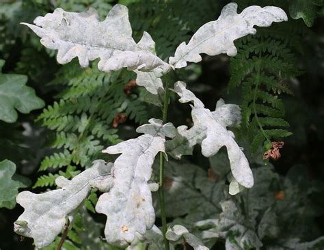 Oak Tree Diseases How To Treat Them