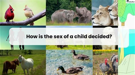 Sex Determination Heredity And Evolution Chapter 9 Biology