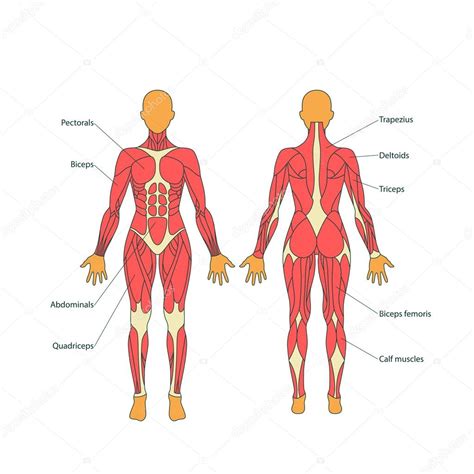 Músculos Do Corpo Humano Feminino Gitedu