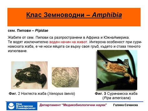 418 Животинско царство Гръбначни животни Земноводни и влечуги