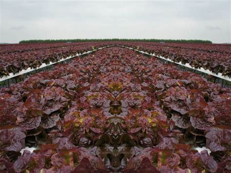 Heirloom Ruby Red Leaf Lettuce Seeds Lactuca Sativa B191 Etsy