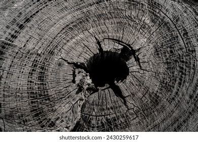 Cross Section Tree Trunk Showing Growth Stock Photo 2430259617 Shutterstock
