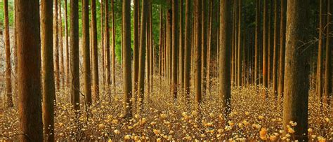 前端周刊：2022 5 期 前端路上 Segmentfault 思否