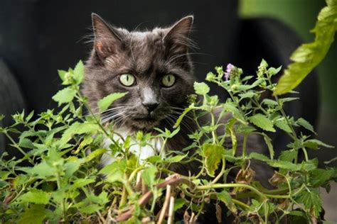 How Much Catnip Should I Give My Cat How Often Is Safe Cats Com