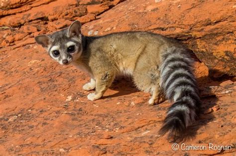Ringtail Cat Сумасшедшие животные Кошачий рисунок Дикие животные