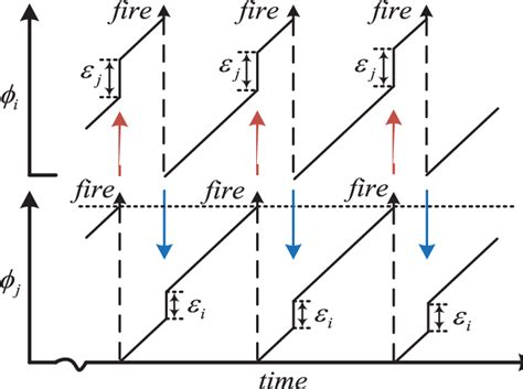 Two Pulse Coupled Integrate And Fire Oscillators Download Scientific Diagram