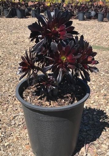 Zwartkop Aeonium Everde Growers