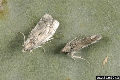 Cactus Moth Cactoblastis Cactorum Berg 1885