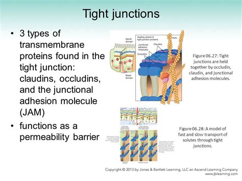 Fundamentals Of Cell Biology Ppt Video Online Download
