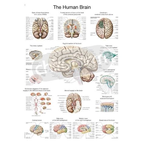 The Human Brain Anatomical Chart